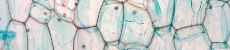 Integrated Summaries of Safety & Efficacy for Regulatory Submissions